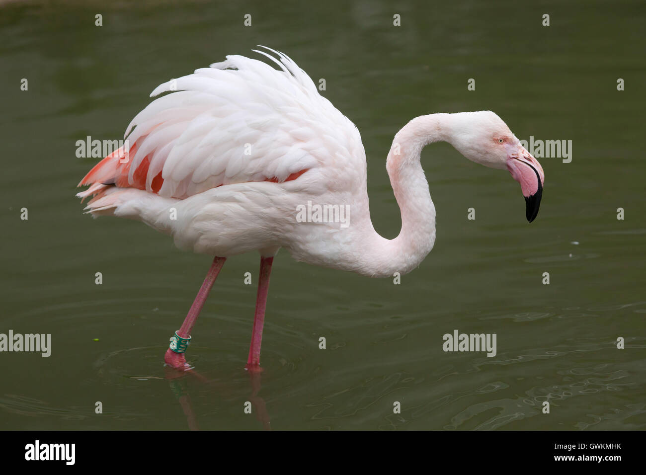 Greater flamingo (Phoenicopterus roseus). Wildlife animal Stock Photo ...
