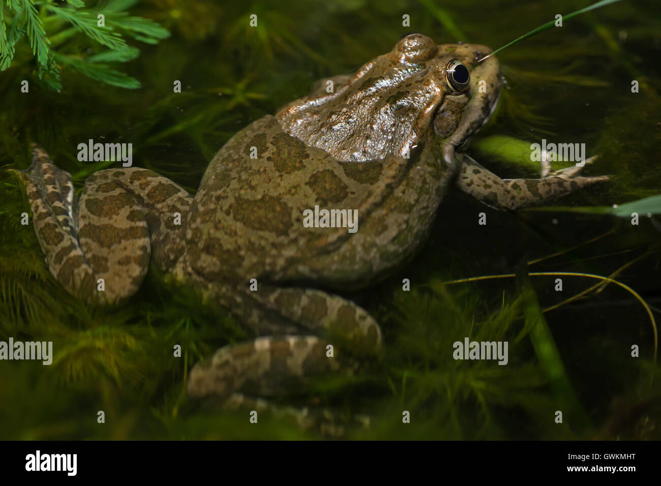 Marsh frog (Pelophylax ridibundus). Wildlife animal Stock Photo - Alamy