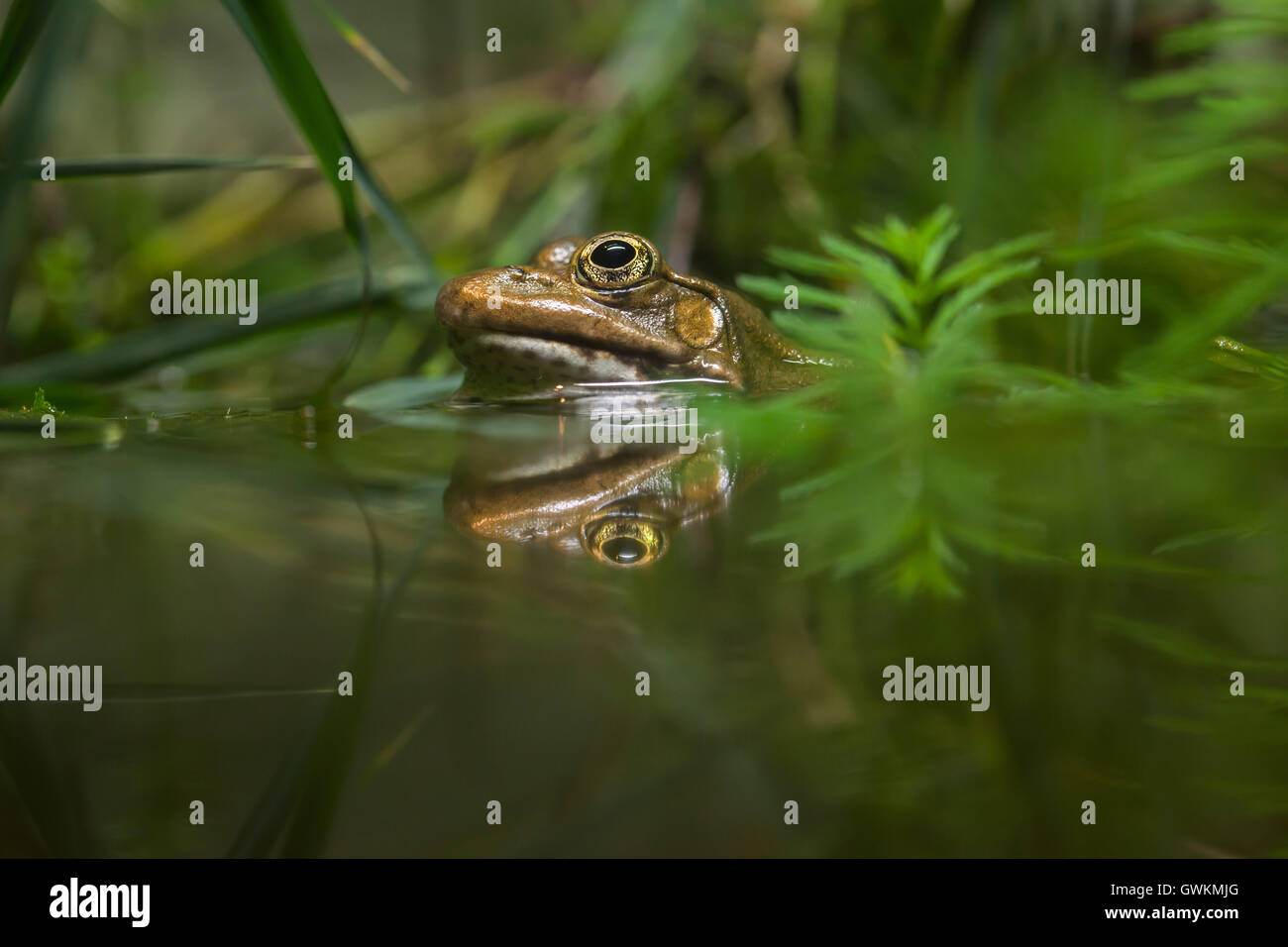 Marsh frog (Pelophylax ridibundus). Wildlife animal Stock Photo - Alamy