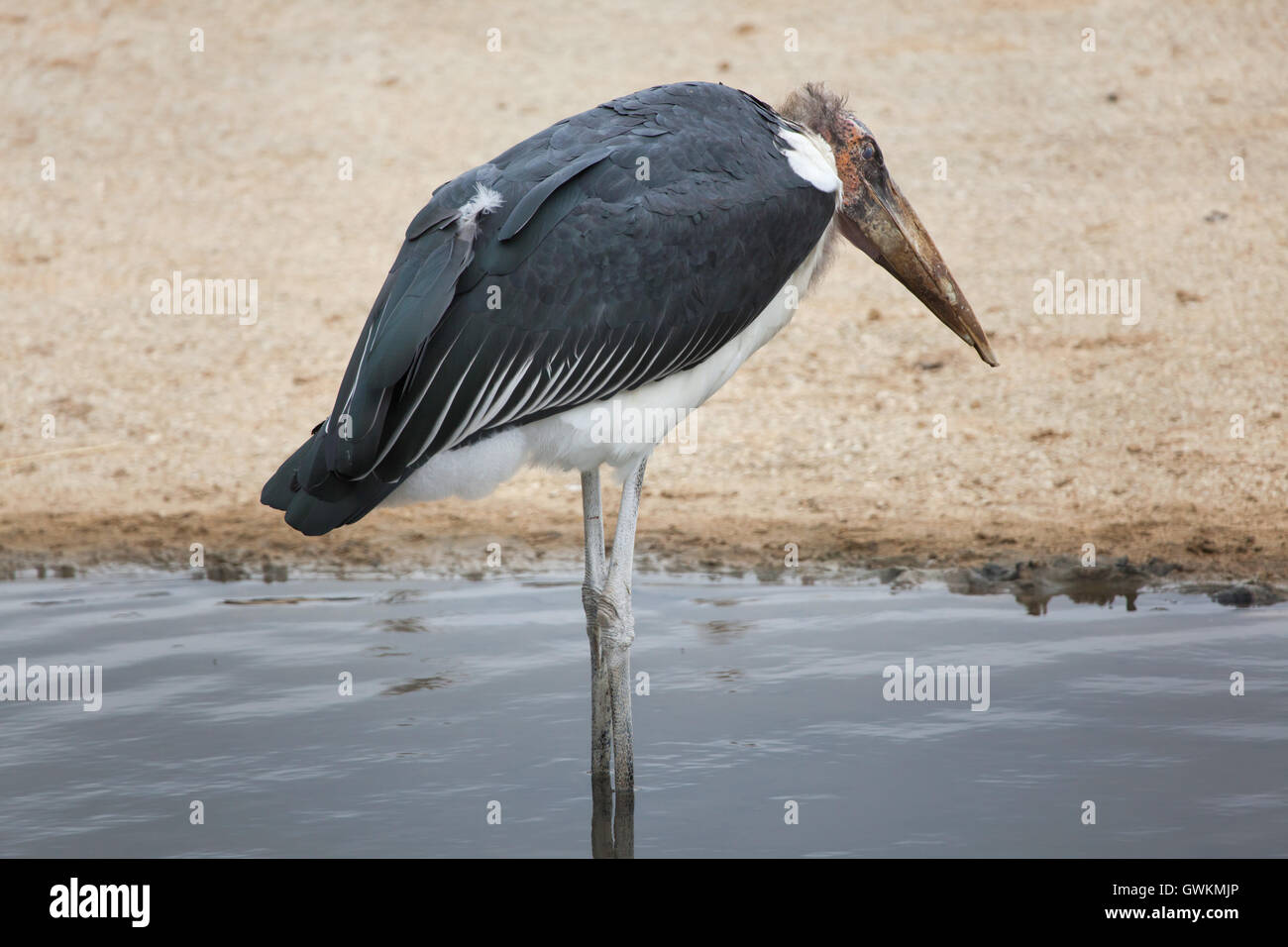 Marabou stork (Leptoptilos crumenifer). Wildlife animal Stock Photo - Alamy