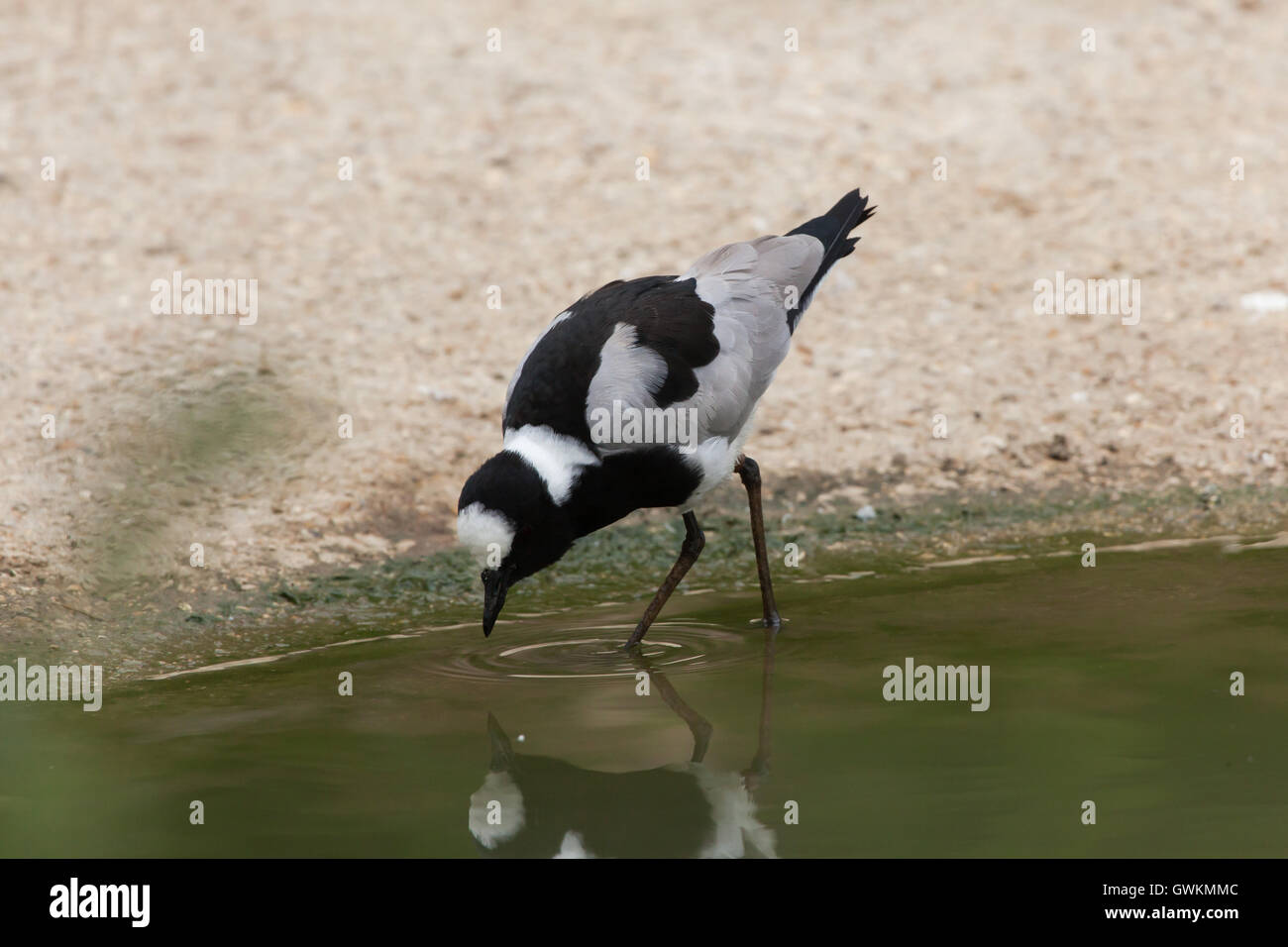 Blacksmith lapwing (Vanellus armatus), also known as the blacksmith ...