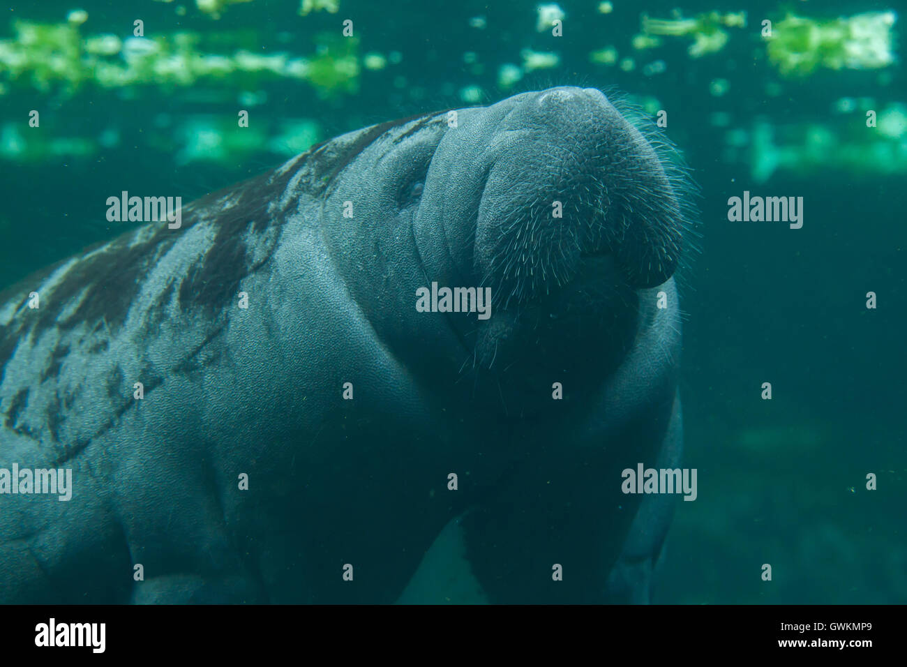 Antillean manatee (Trichechus manatus manatus). Wildlife animal Stock ...