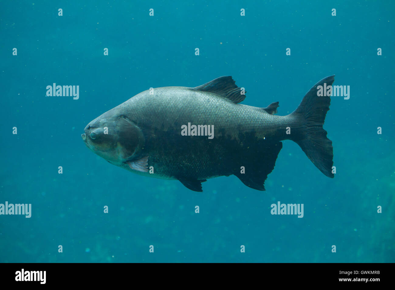 Tambaqui (Colossoma macropomum), also known as the giant pacu. Wildlife ...