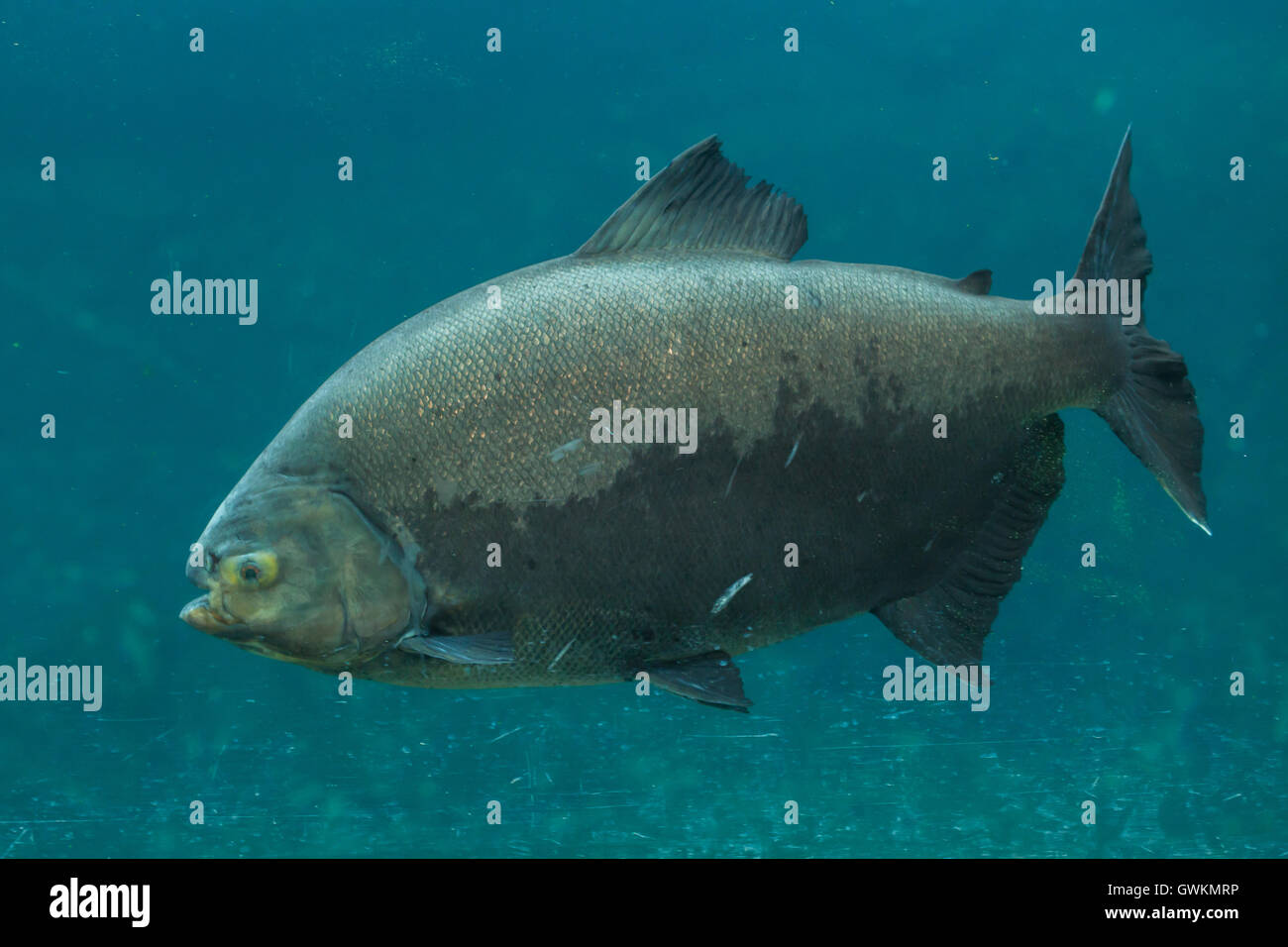 Tambaqui (Colossoma macropomum), also known as the giant pacu. Wildlife ...