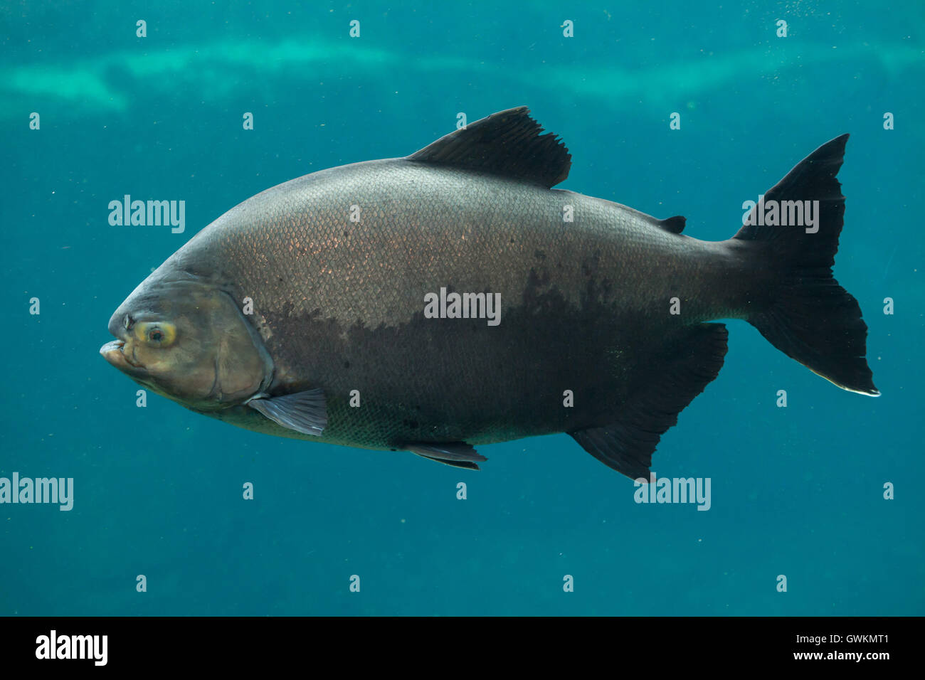 Tambaqui black pacu colossoma macropomum hi-res stock photography and ...