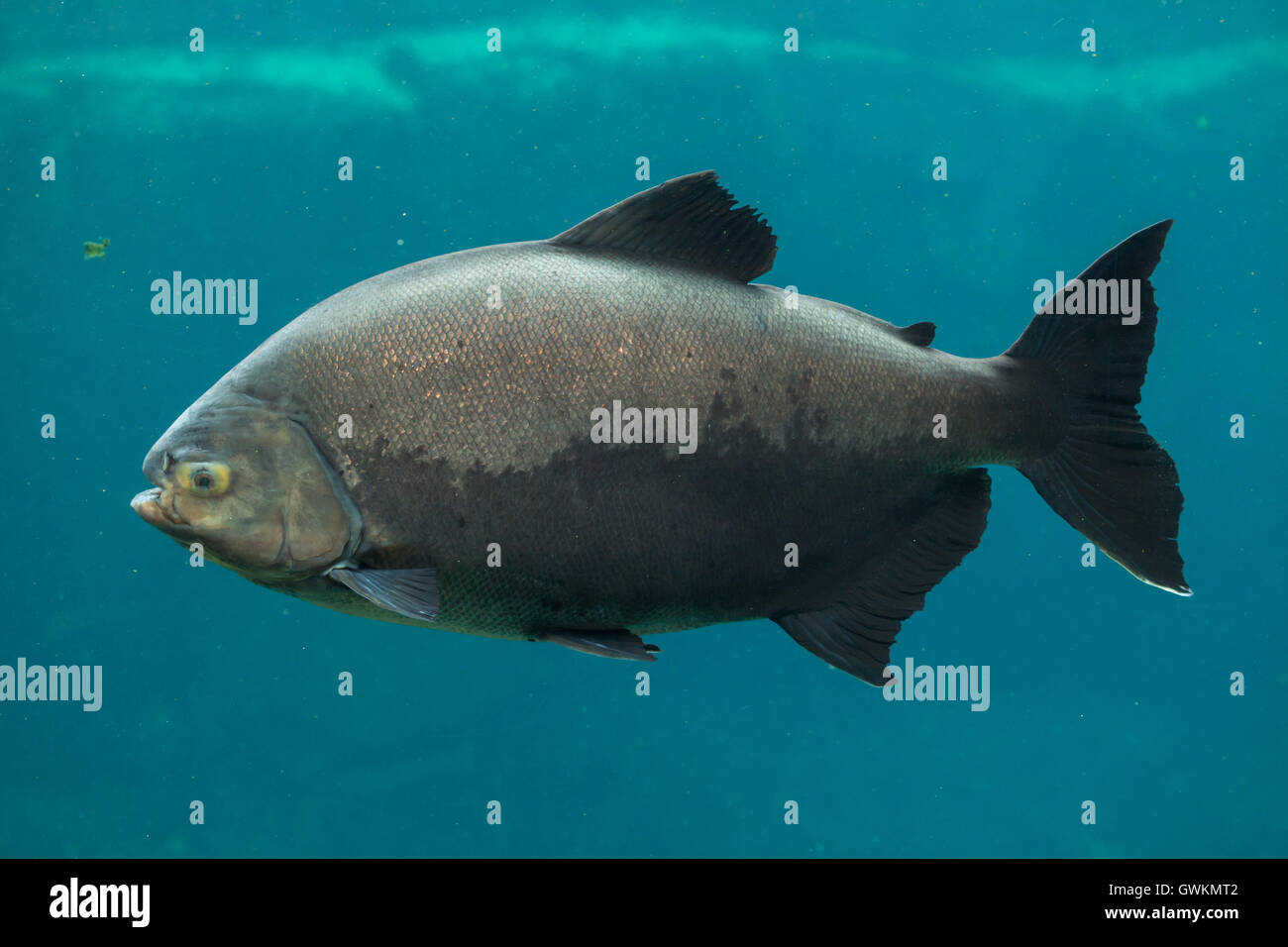 Tambaqui fish hi-res stock photography and images - Alamy