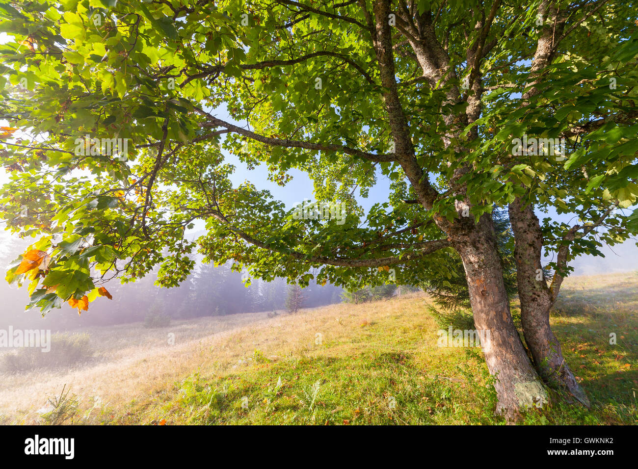 Tall standing tree hi-res stock photography and images - Alamy