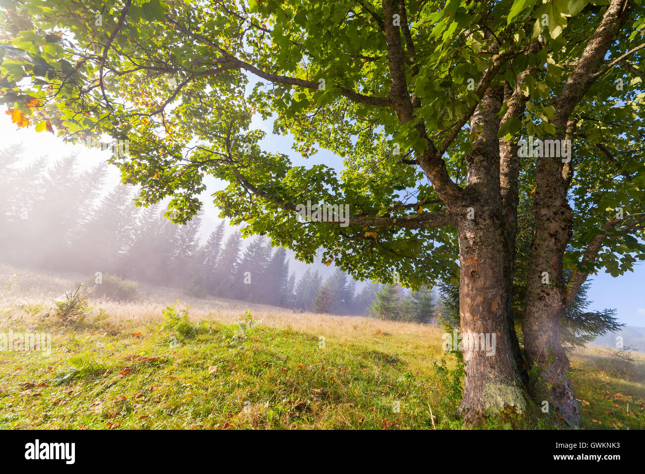 Oak tree in full leaf in summer standing alone Stock Photo - Alamy
