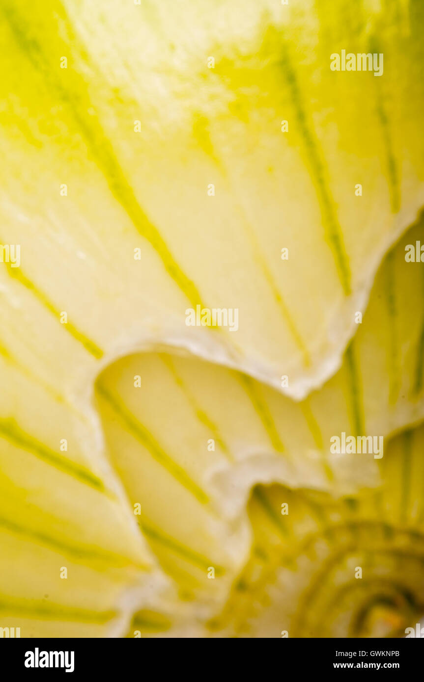 Onion close up Stock Photo - Alamy