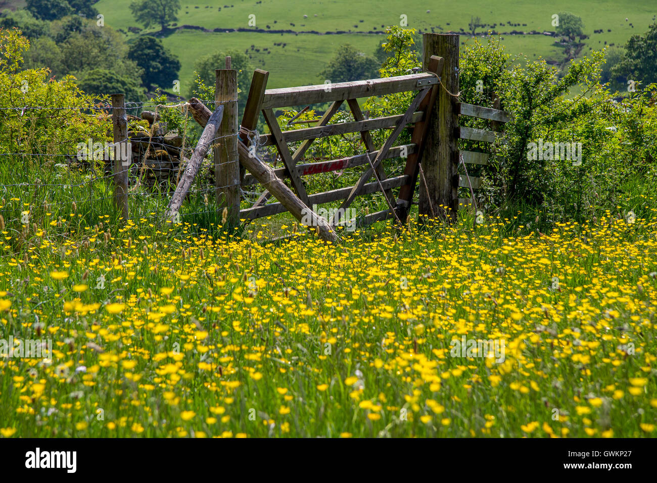 Field gate spring hedge flowers hi-res stock photography and images - Alamy