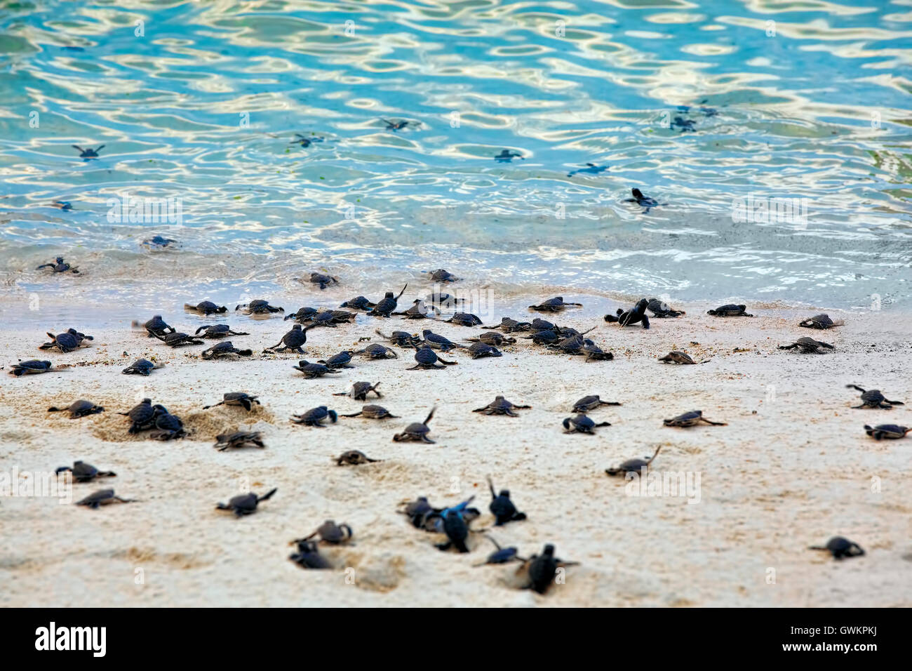 Turtle birth hi-res stock photography and images - Alamy