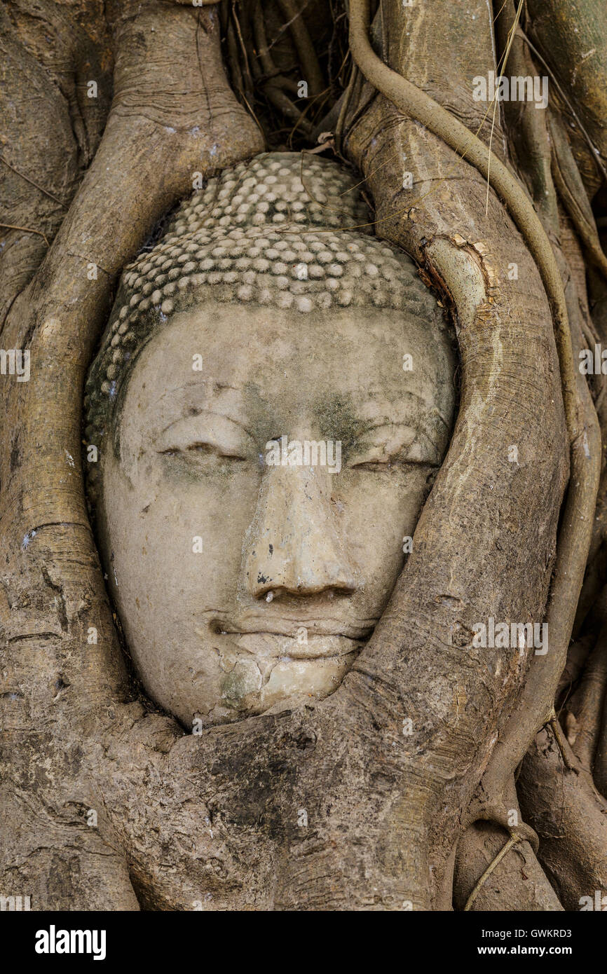 Buddha head in tree Stock Photo - Alamy
