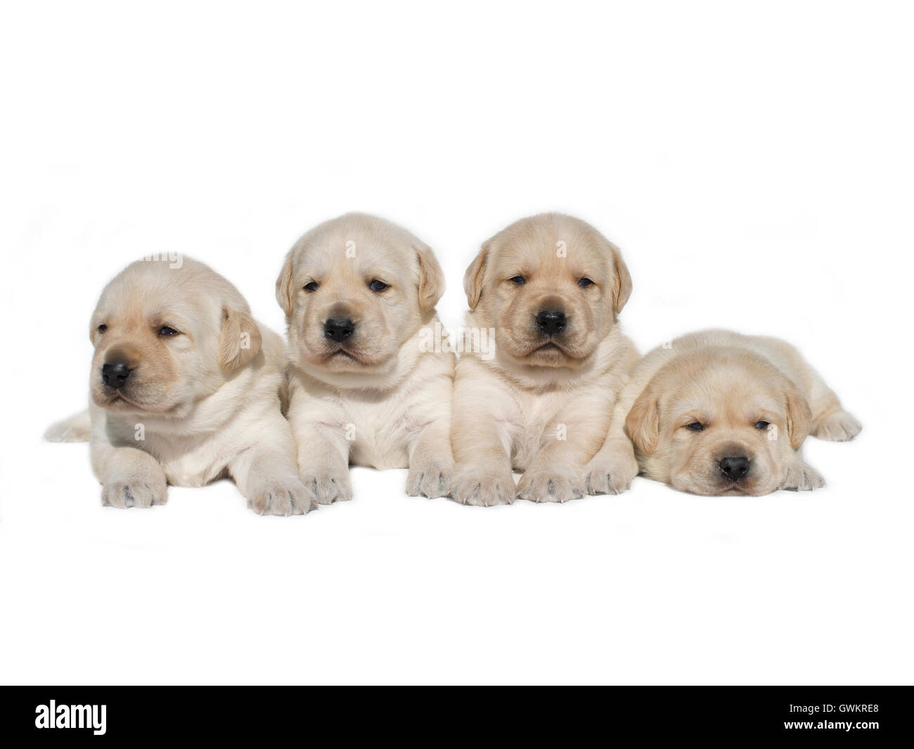 Pupies Cut Out Stock Images & Pictures - Alamy