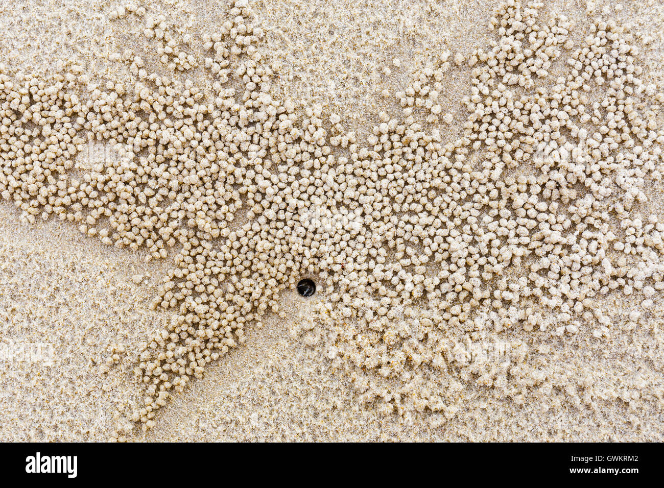 Nature habitat of small white crab Stock Photo - Alamy