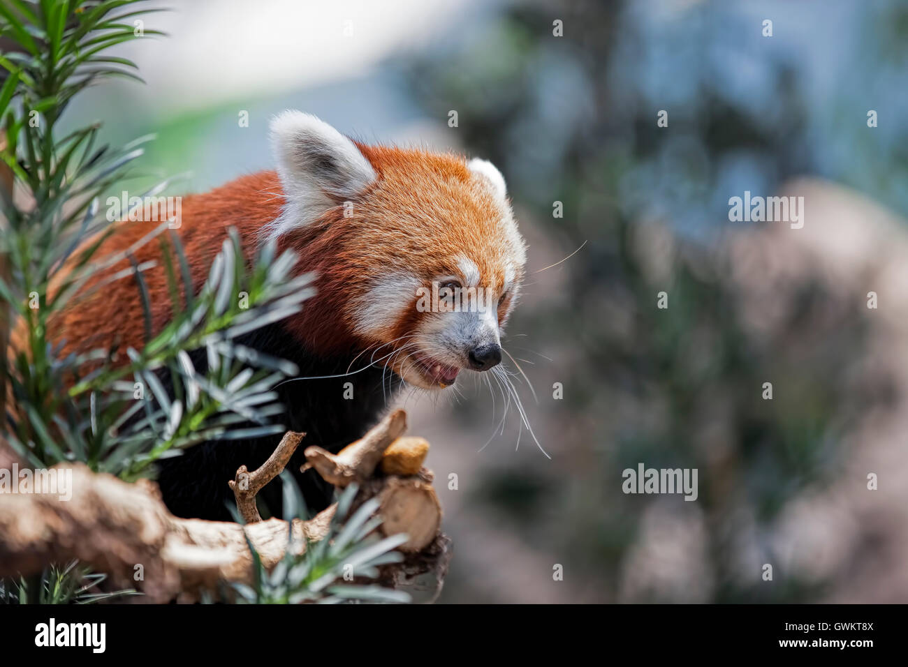 Young red panda hi-res stock photography and images - Alamy