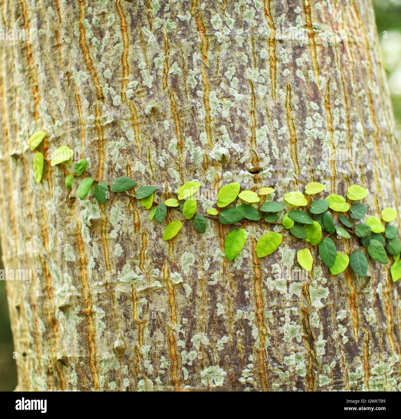 English ivy vine hi-res stock photography and images - Alamy