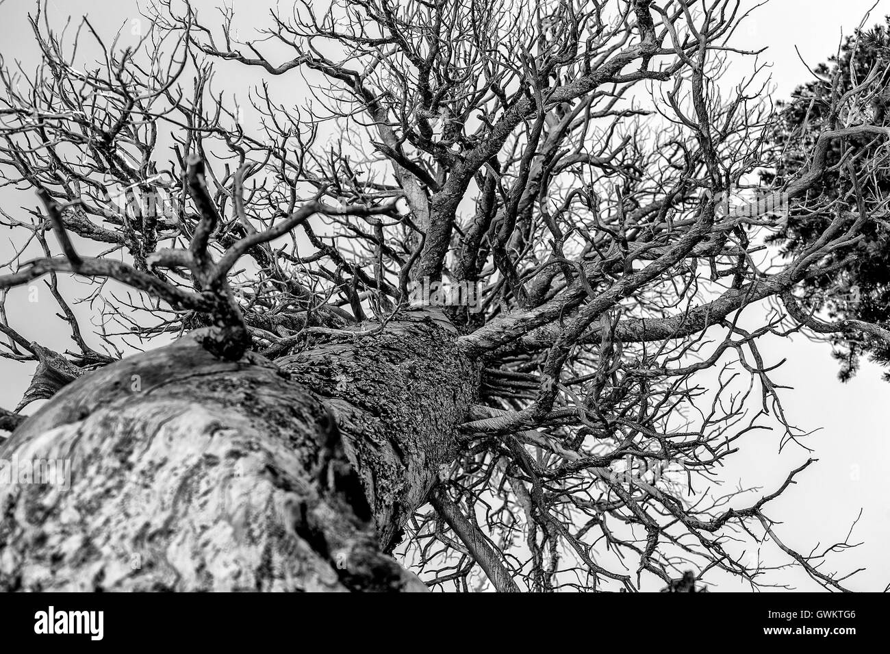 Tree trees rise climb Black and White Stock Photos & Images - Alamy