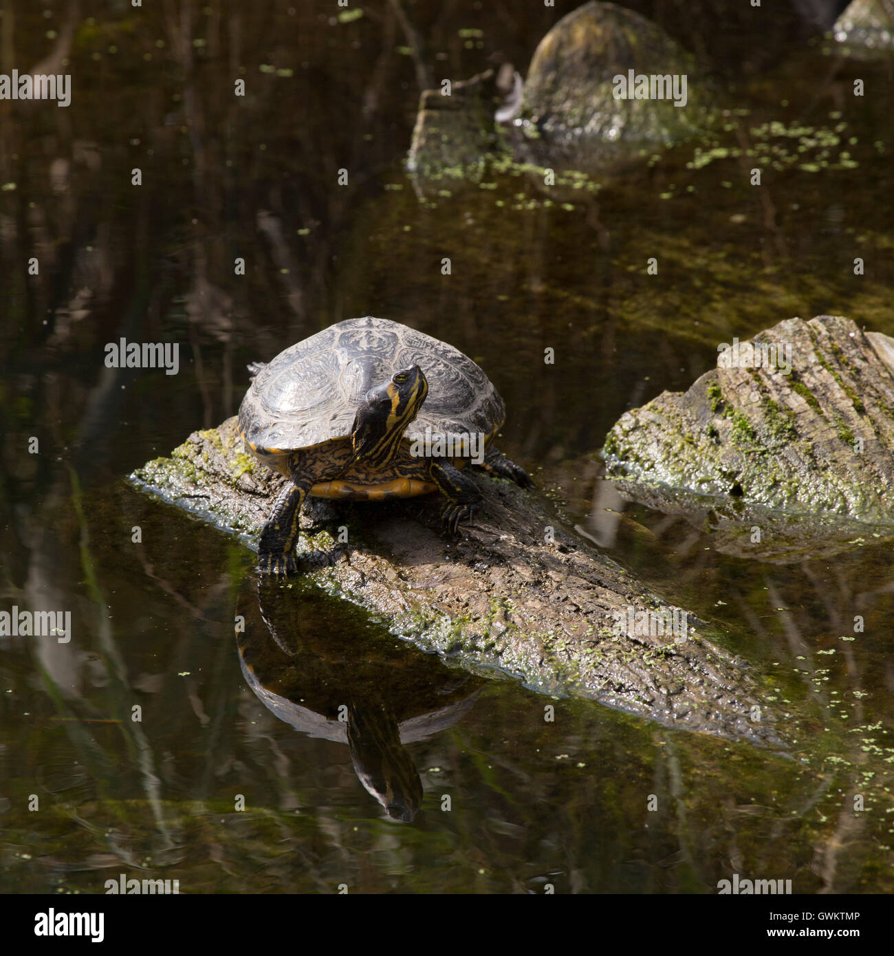 A European pond turtle (Emys orbicularis) in a canal in Schiedam, the ...