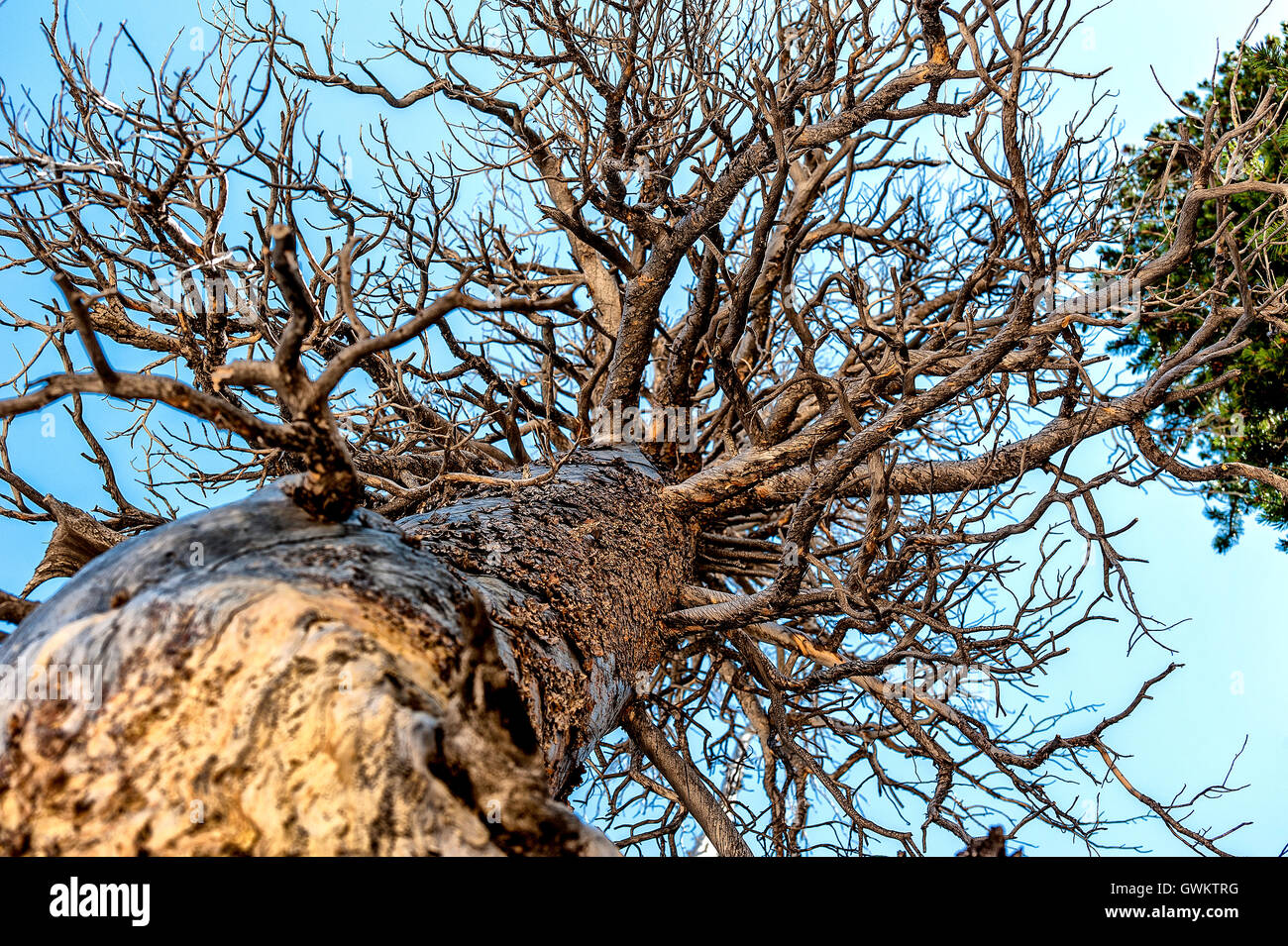 Tree from below Stock Photo - Alamy