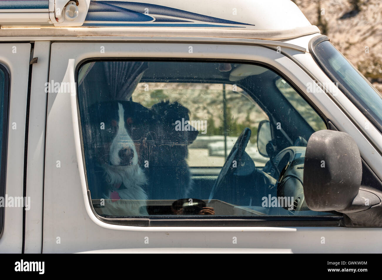 Drive like a dog hi-res stock photography and images - Alamy