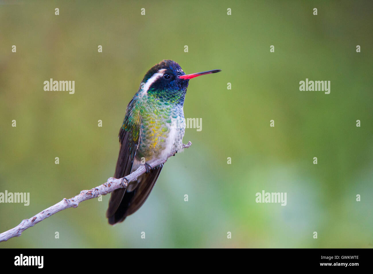 White-eared Hummingbird Hylocharis leucotis Huachuca Mountains, Ariona ...