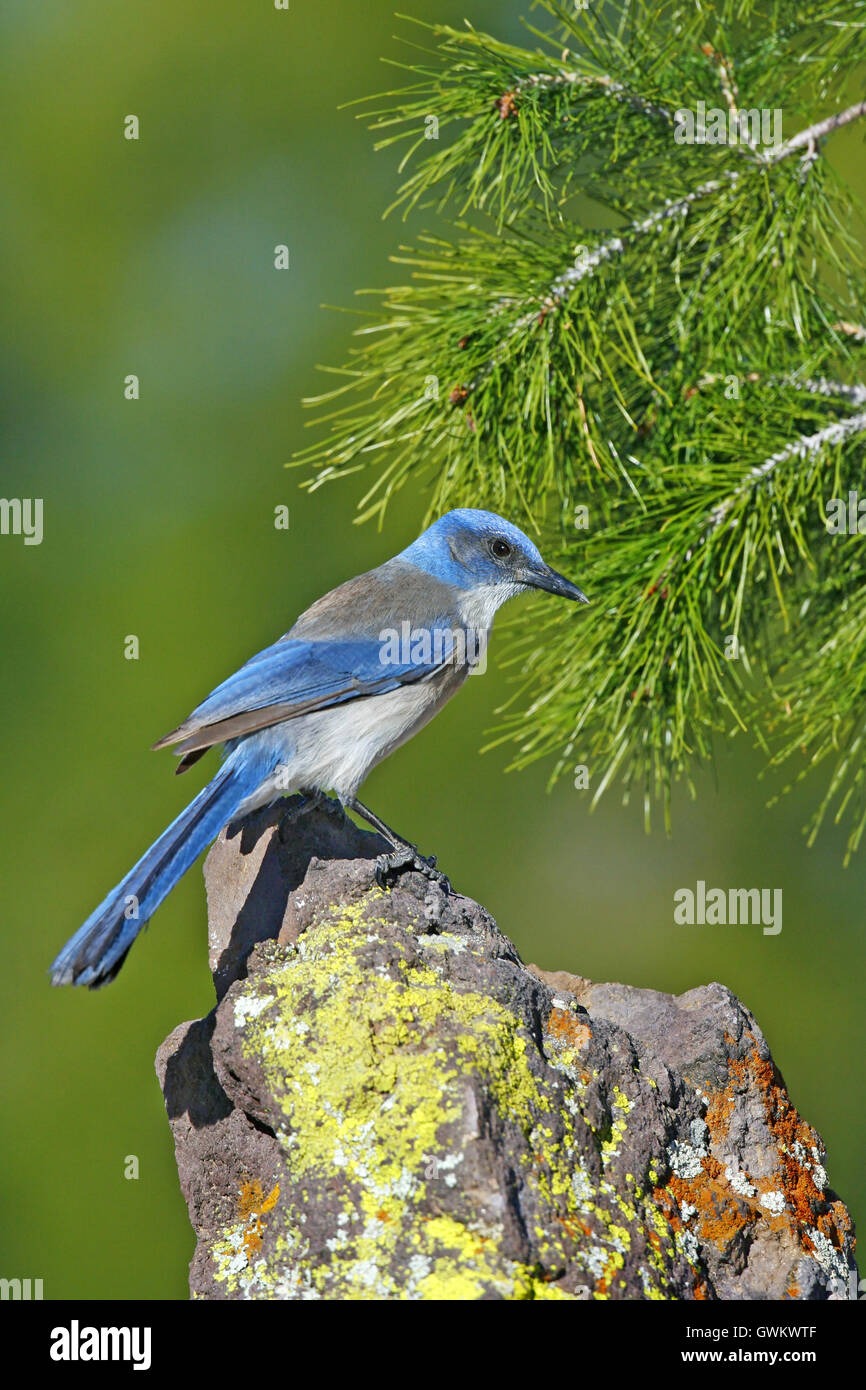 Woodhouse's Scrub-Jay Aphelocoma woodhouseii Tucson, Pima County ...
