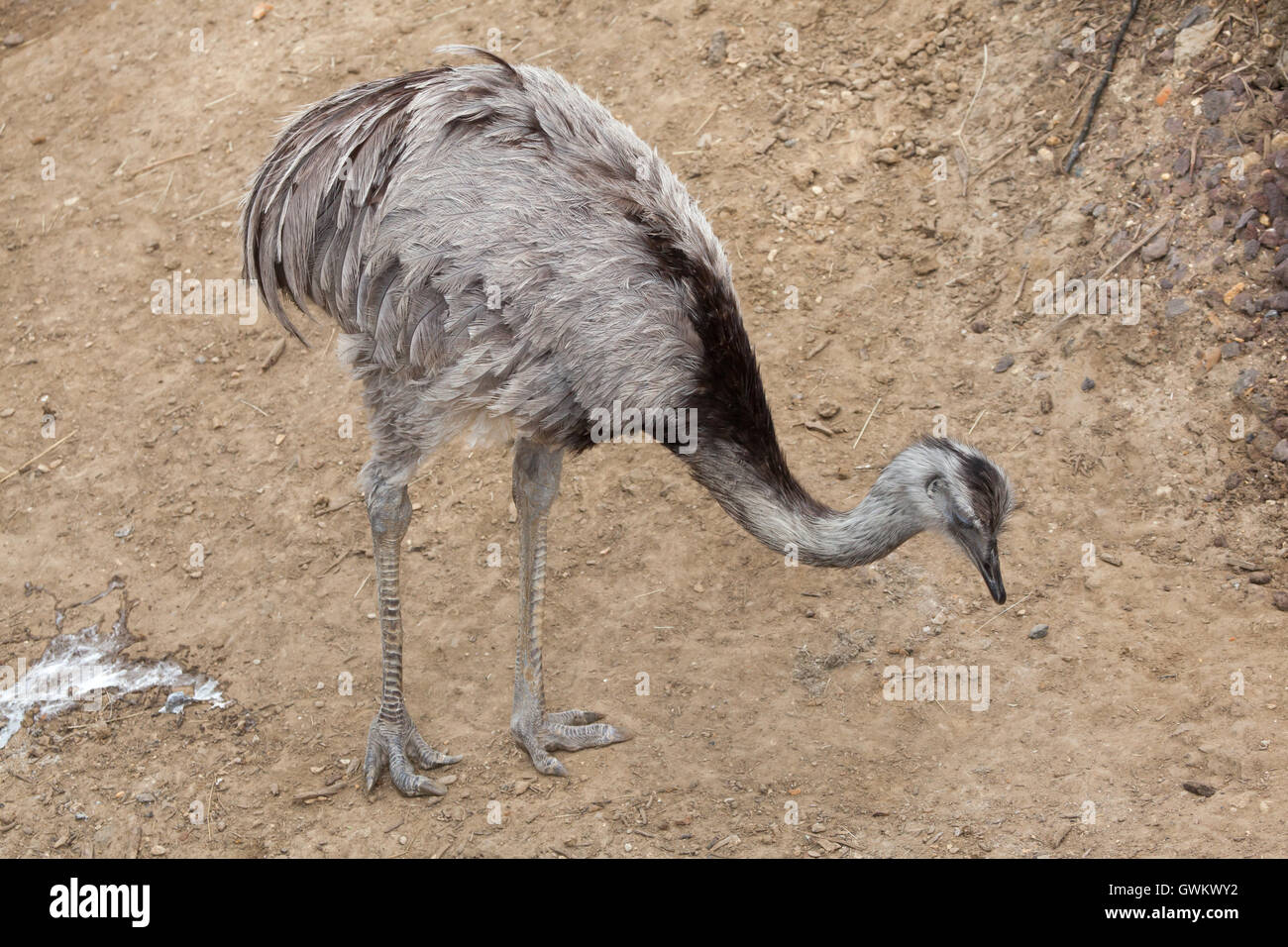 Darwin's rhea (Rhea pennata), also known as the lesser rhea. Wildlife Stock Photo - Alamy