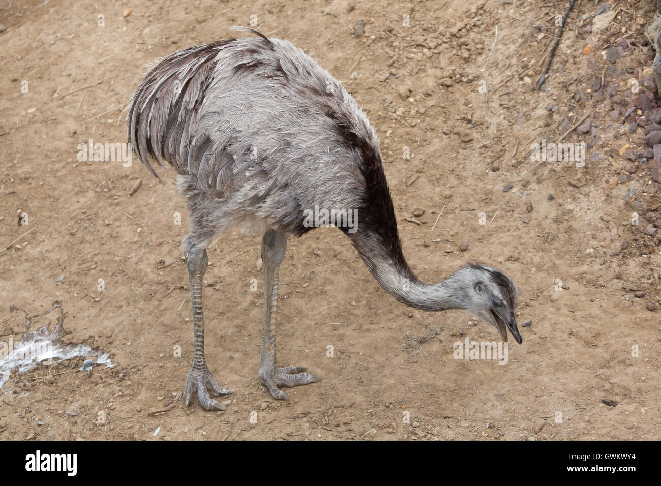 Lesser rhea hi-res stock photography and images - Alamy