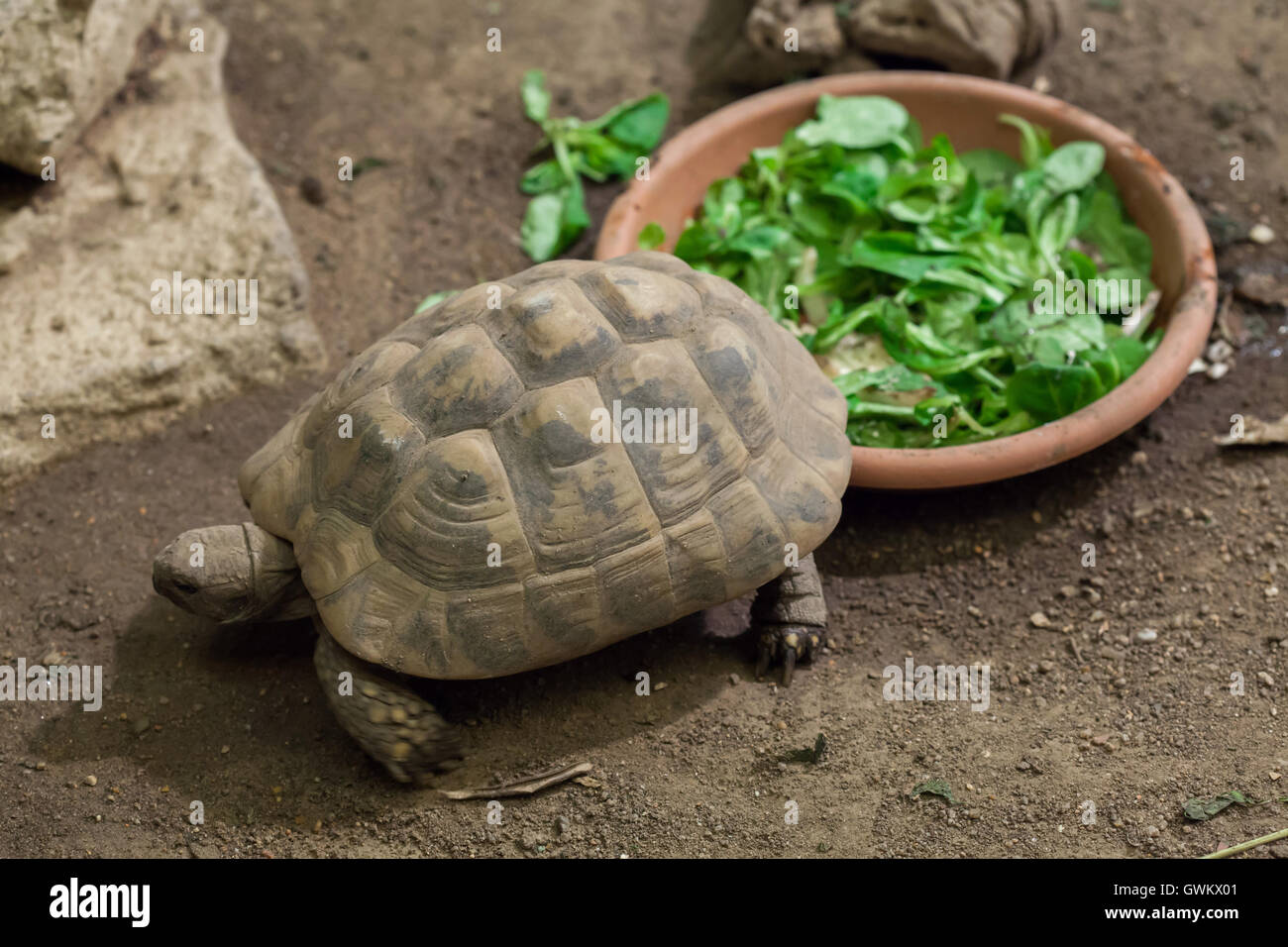 Hermanns tortoise eating salad hi-res stock photography and images - Alamy