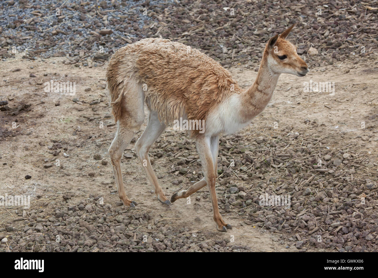 Vicugna vicuna hi-res stock photography and images - Alamy