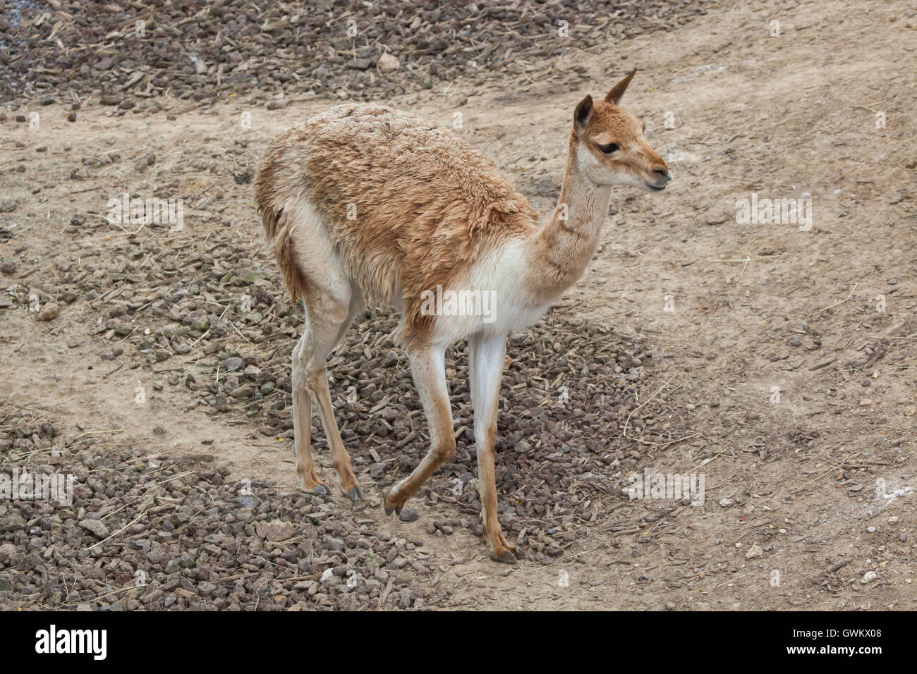 Vicugna vicugna hi-res stock photography and images - Alamy