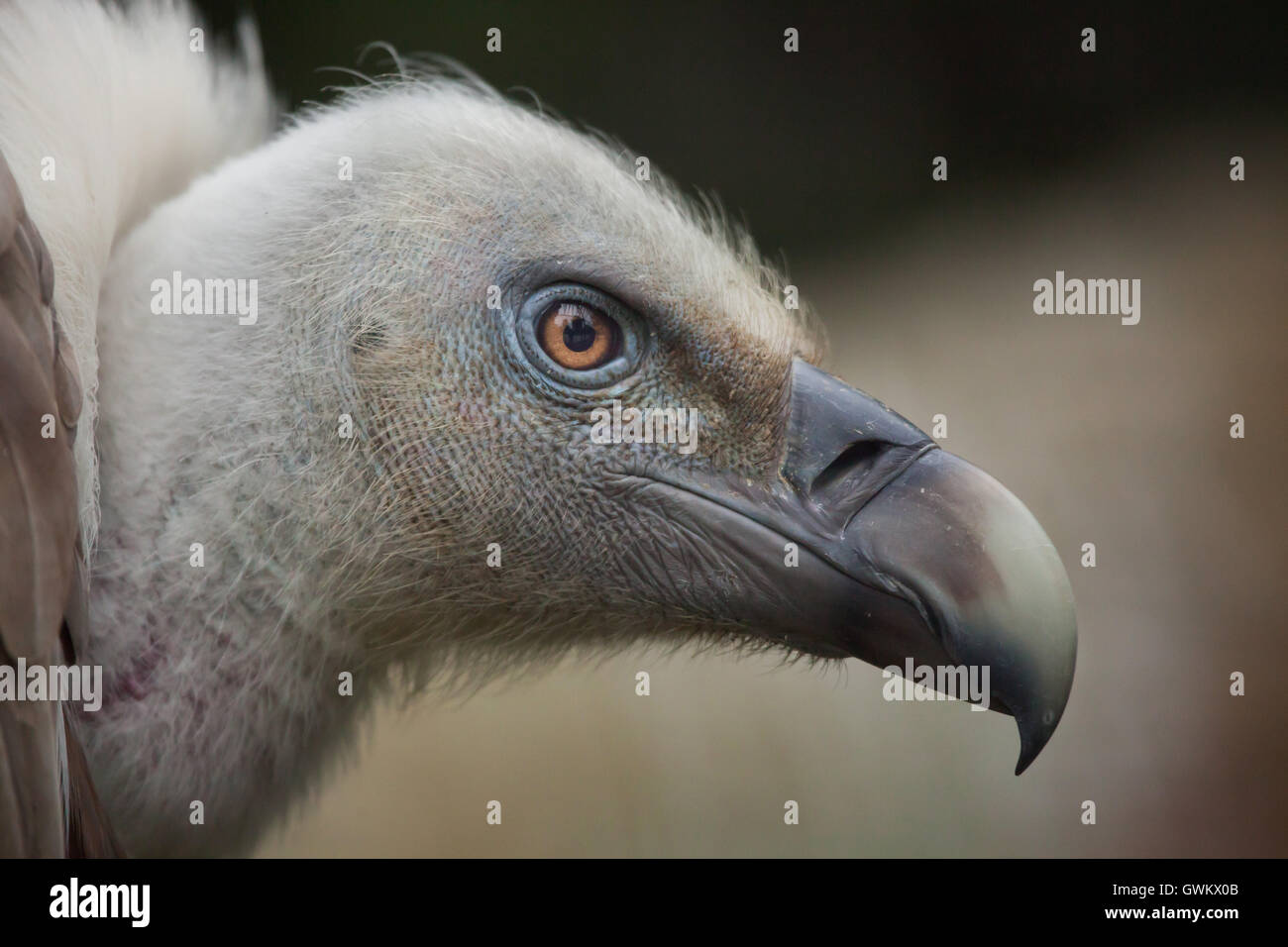 Griffons head hi-res stock photography and images - Alamy