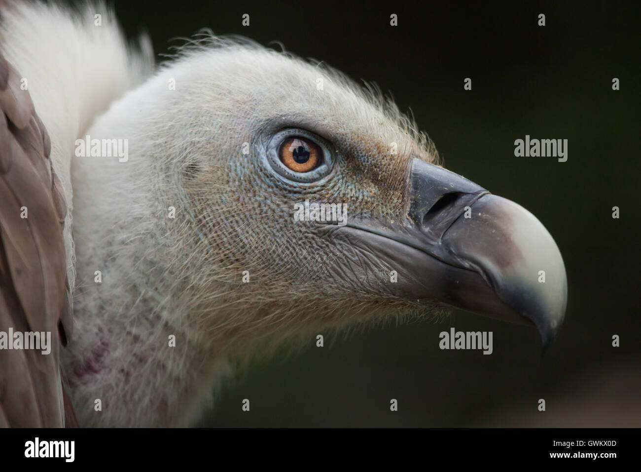 Griffons head hi-res stock photography and images - Alamy