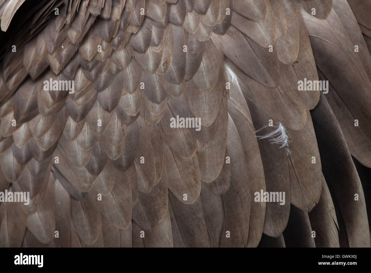 Griffon vulture (Gyps fulvus). Plumage texture. Wildlife animal Stock ...