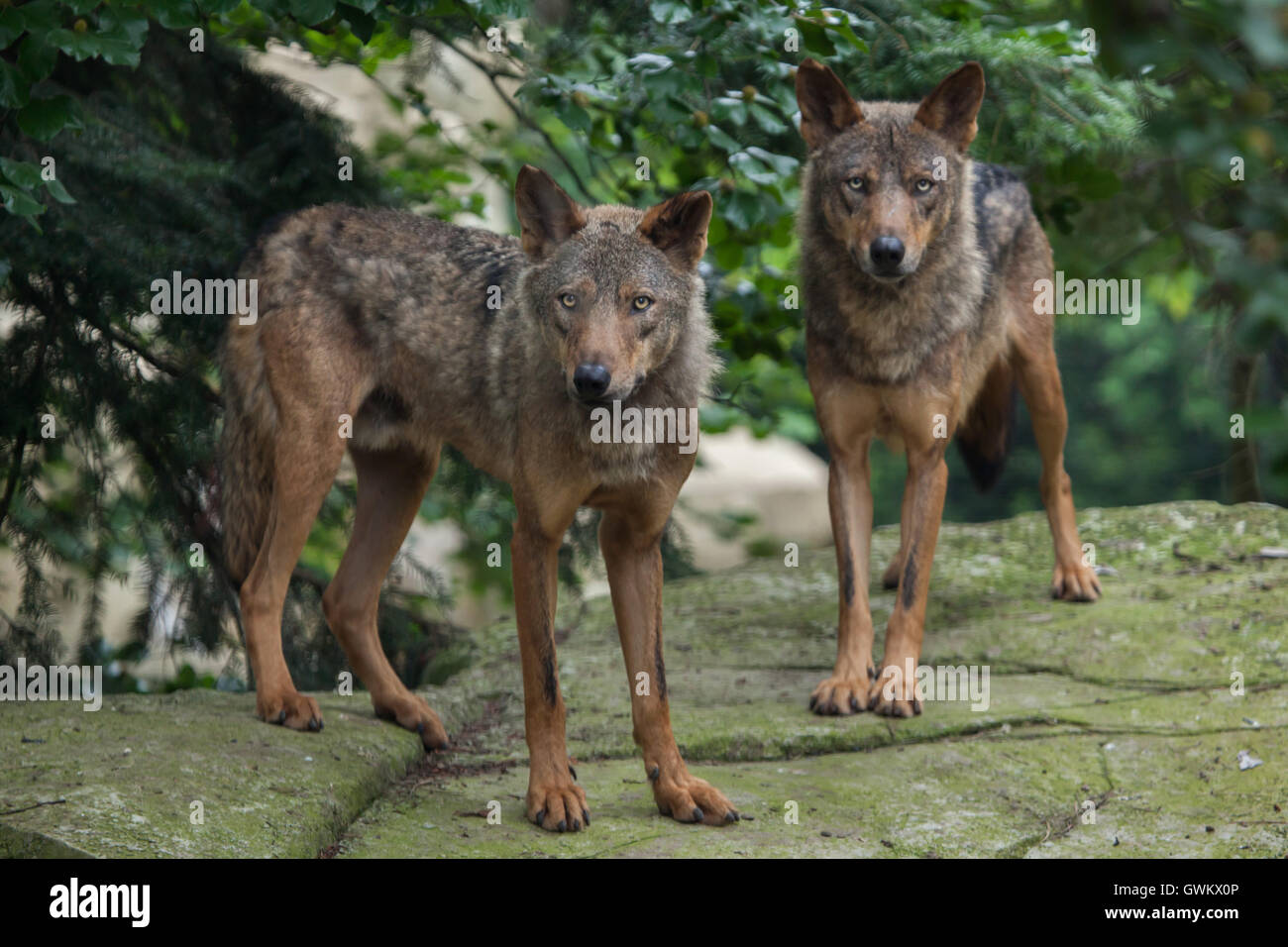 Iberian wolf (Canis lupus signatus) at Vincennes Zoo in Paris, France ...