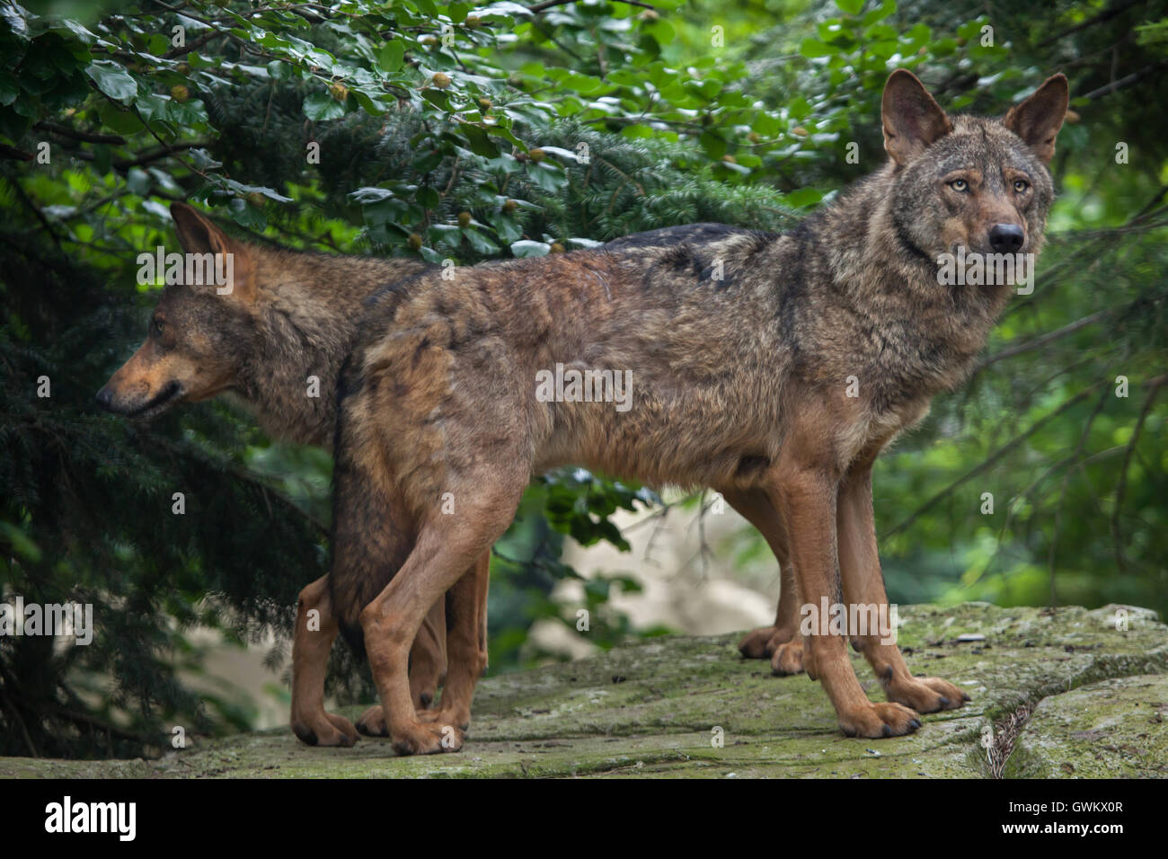 Iberian wolf (Canis lupus signatus) at Vincennes Zoo in Paris, France ...