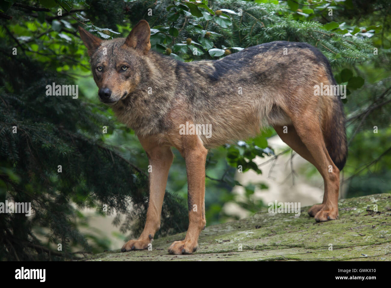 Iberian wolf (Canis lupus signatus) at Vincennes Zoo in Paris, France ...