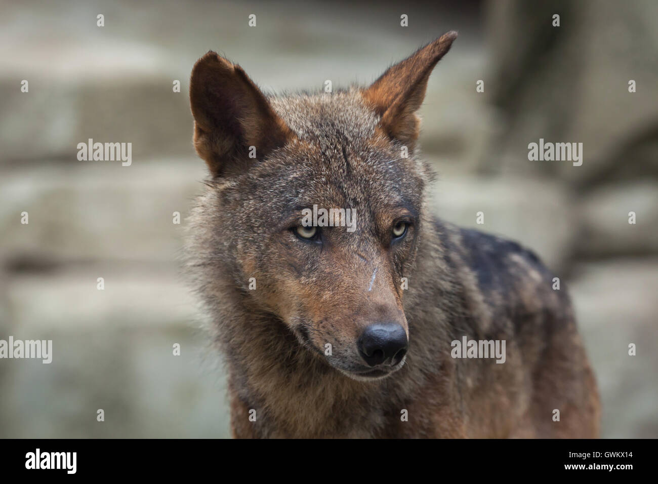 Iberian wolf (Canis lupus signatus) at Vincennes Zoo in Paris, France ...
