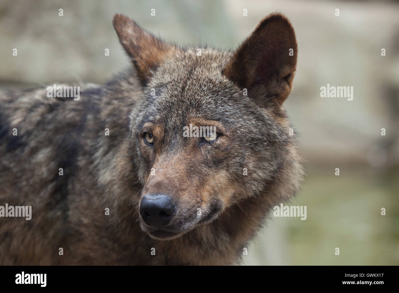 Iberian wolf (Canis lupus signatus) at Vincennes Zoo in Paris, France ...