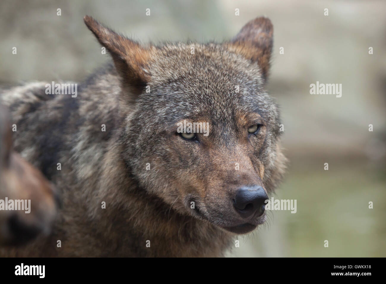 Iberian wolf (Canis lupus signatus) at Vincennes Zoo in Paris, France ...
