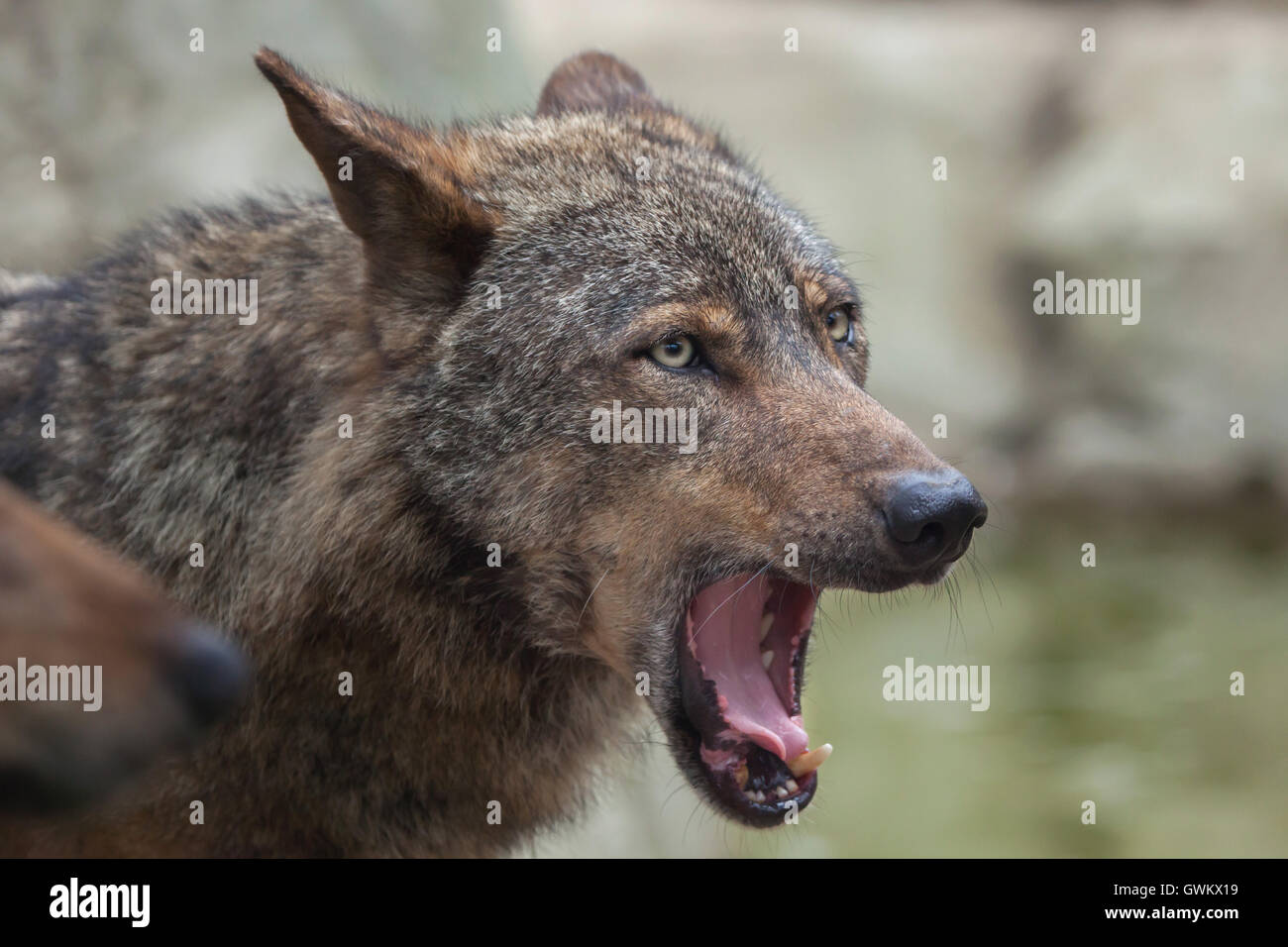 Iberian wolf (Canis lupus signatus) at Vincennes Zoo in Paris, France ...