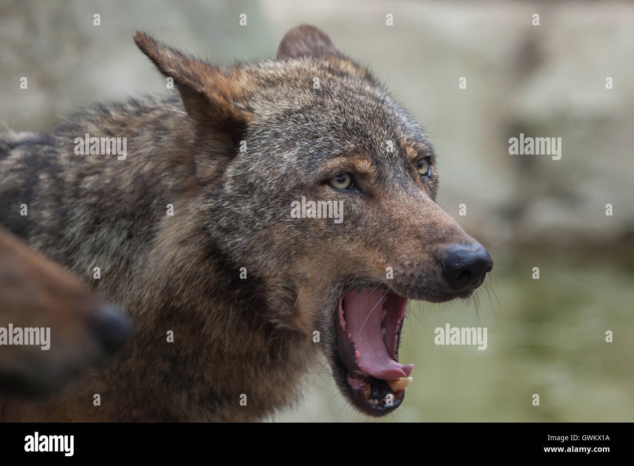 Iberian wolf (Canis lupus signatus) at Vincennes Zoo in Paris, France ...