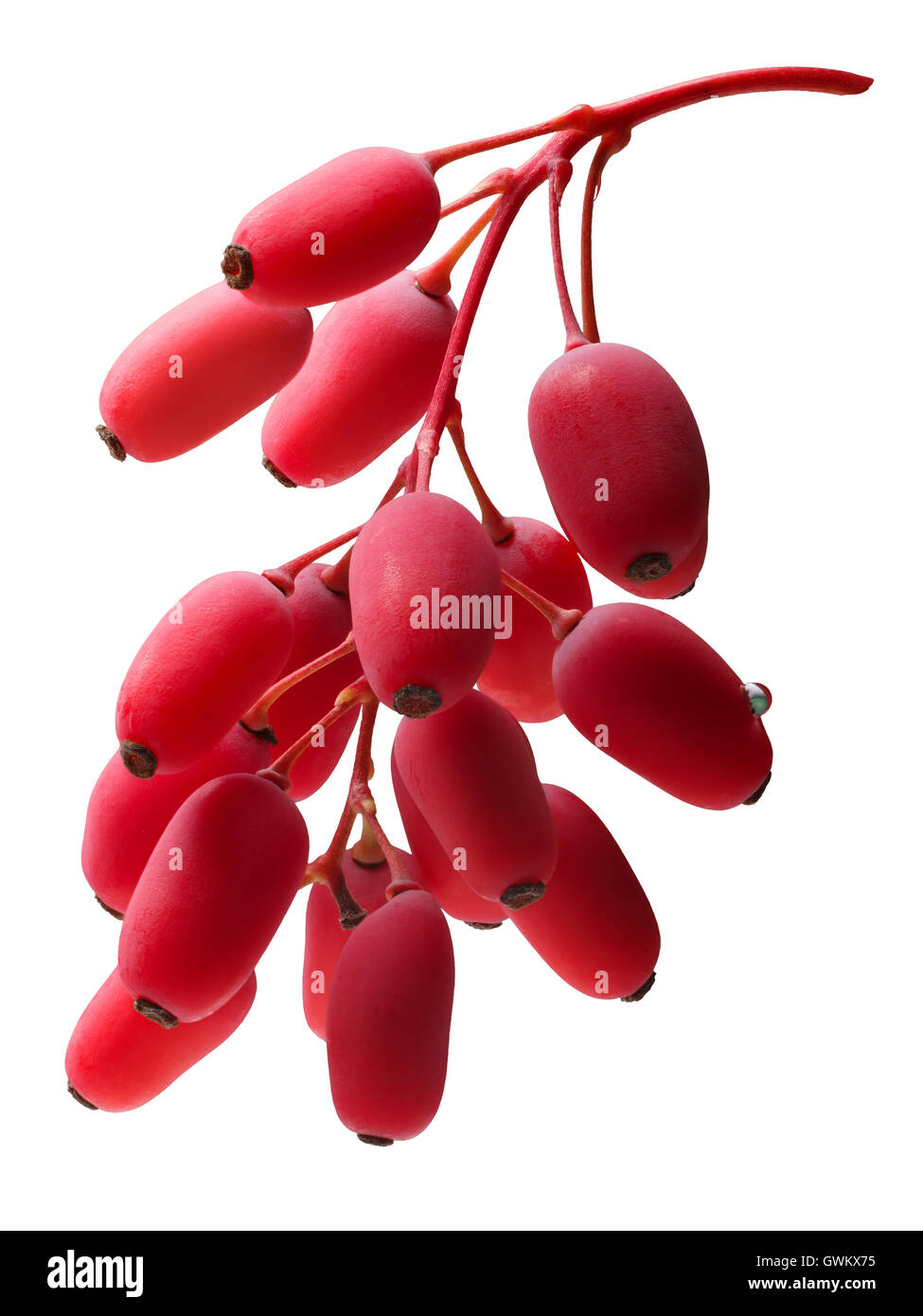 Berberis vulgaris hi-res stock photography and images - Alamy