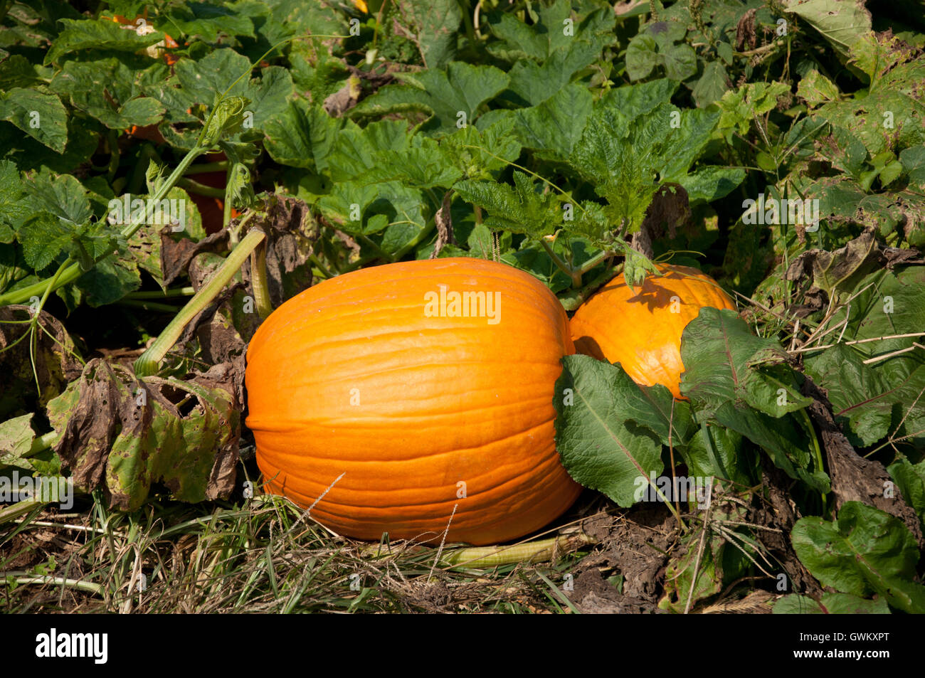 Pumpkin growing on vine hi-res stock photography and images - Alamy