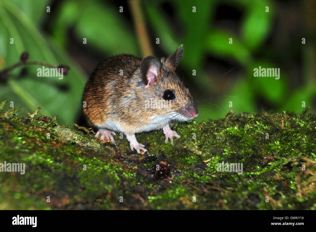 wood mouse apodemus sylvaticus Stock Photo - Alamy
