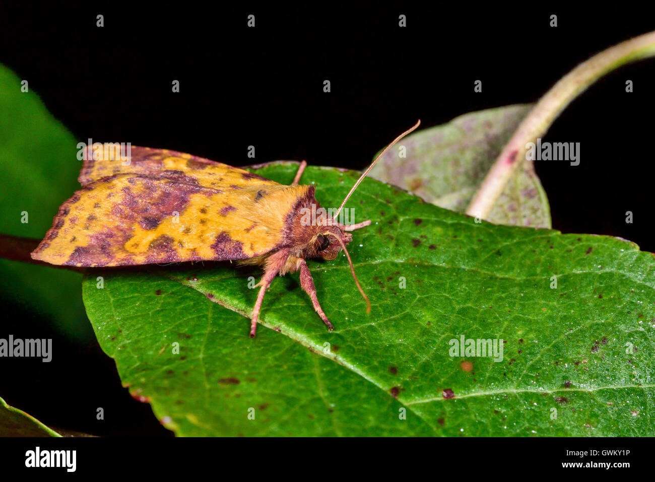 Sallow moth hi-res stock photography and images - Alamy