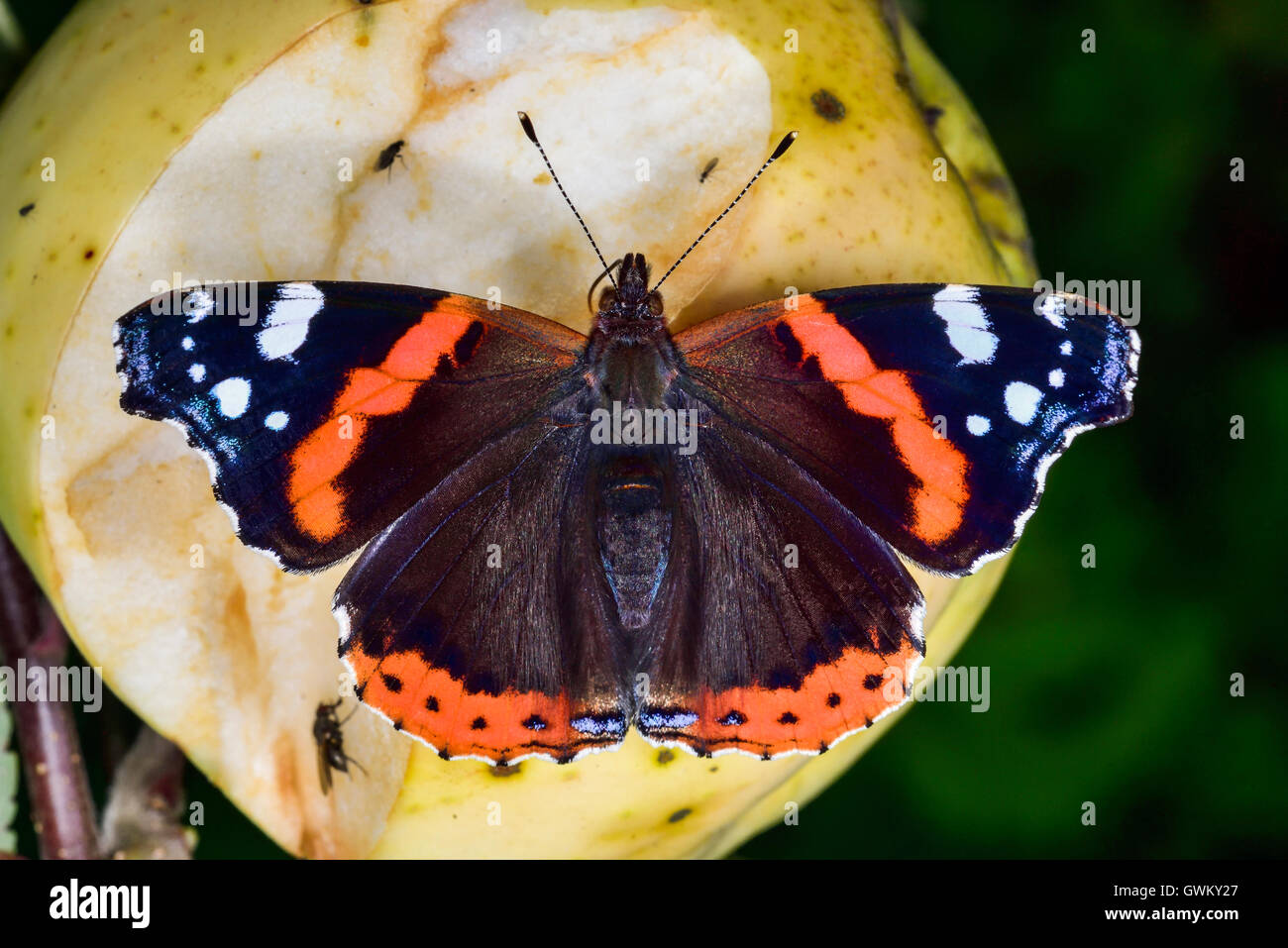 Red spotted admiral butterfly hi-res stock photography and images - Alamy