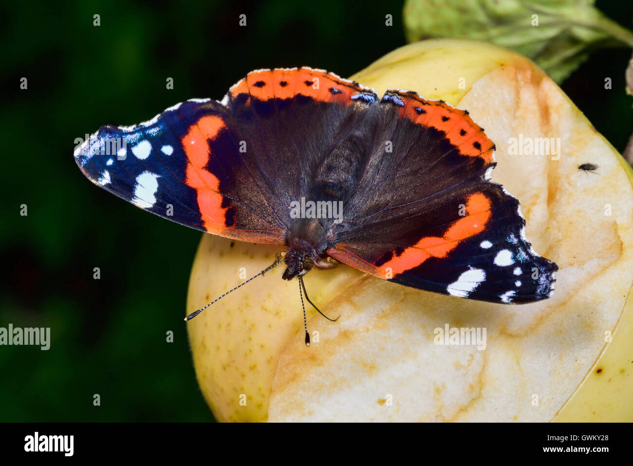Red admiral head hi-res stock photography and images - Alamy
