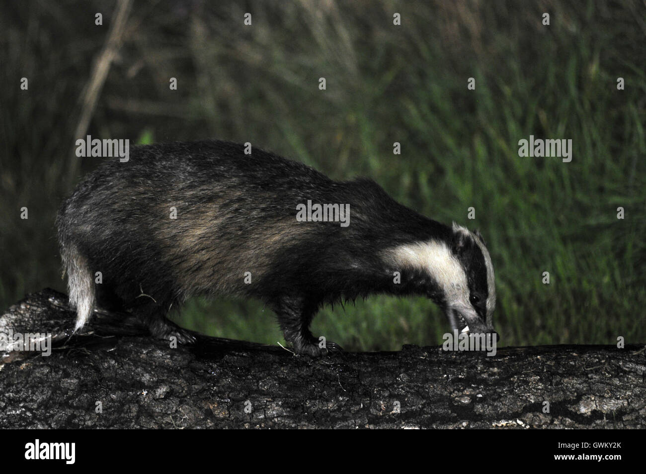 Badger Night High Resolution Stock Photography and Images - Alamy