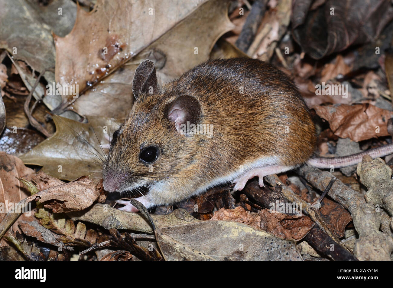 wood mouse apodemus sylvaticus Stock Photo - Alamy